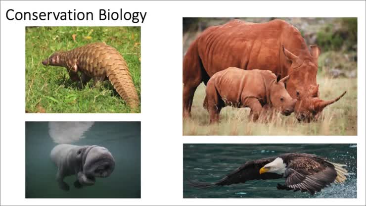 Conservation Biology