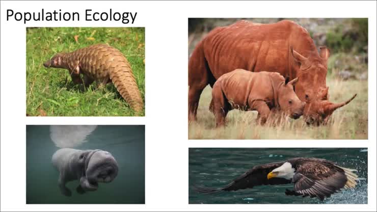 Population Ecology