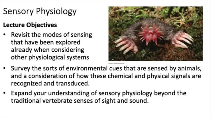 Sensory Physiology