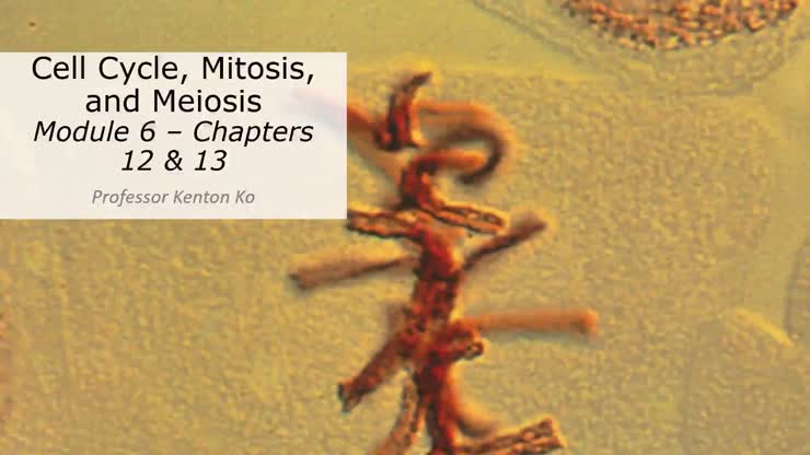 Module 6_Cell Cycle, Mitosis, and Meiosis - chapters 11-12_final